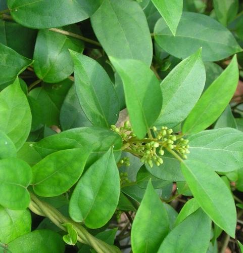 Gymnema | Pinnacle Health