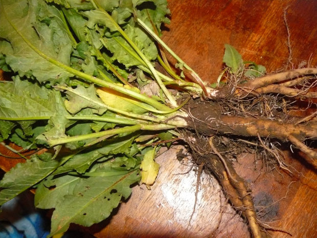 Yellow Dock | Pinnacle Health